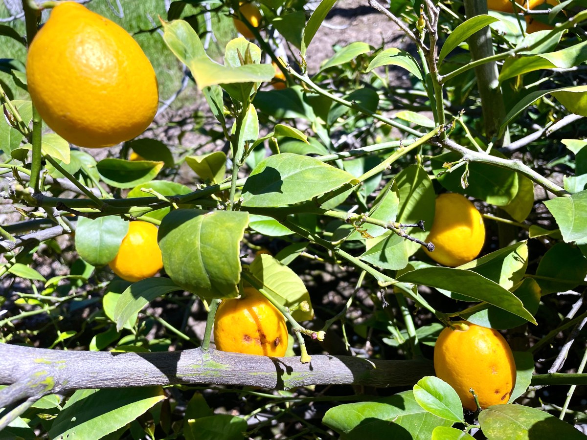 When it’s lemon season… – The Every Day Yogi